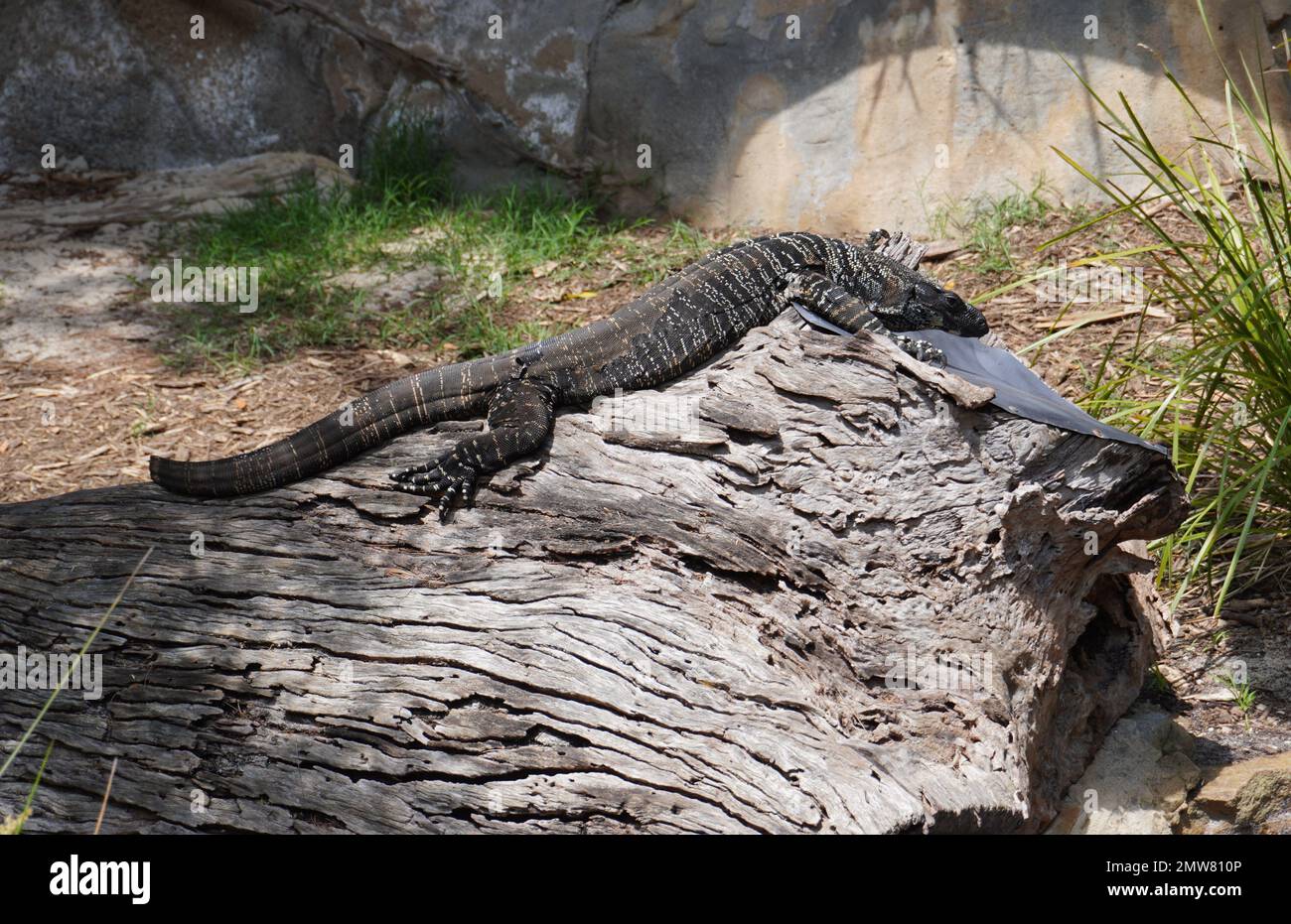 Lace Monitor At Healesville Sanctuary Melbourne Stock Photo - Alamy
