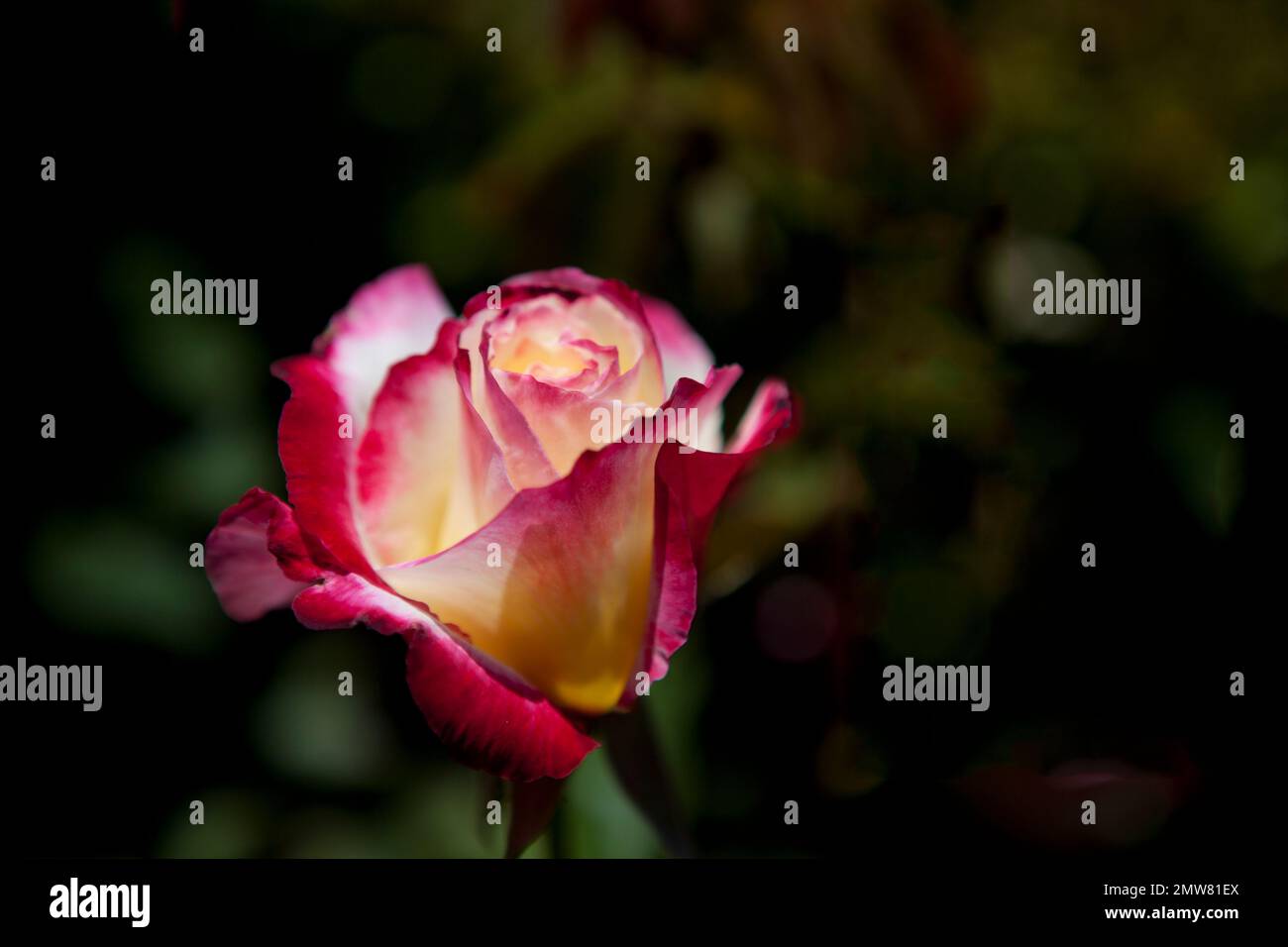 Single fire and ice rose Stock Photo - Alamy