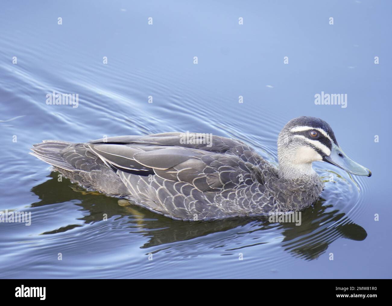 Pacific Black Duck Photo Taken In Summertime Melbourne Australia Stock ...