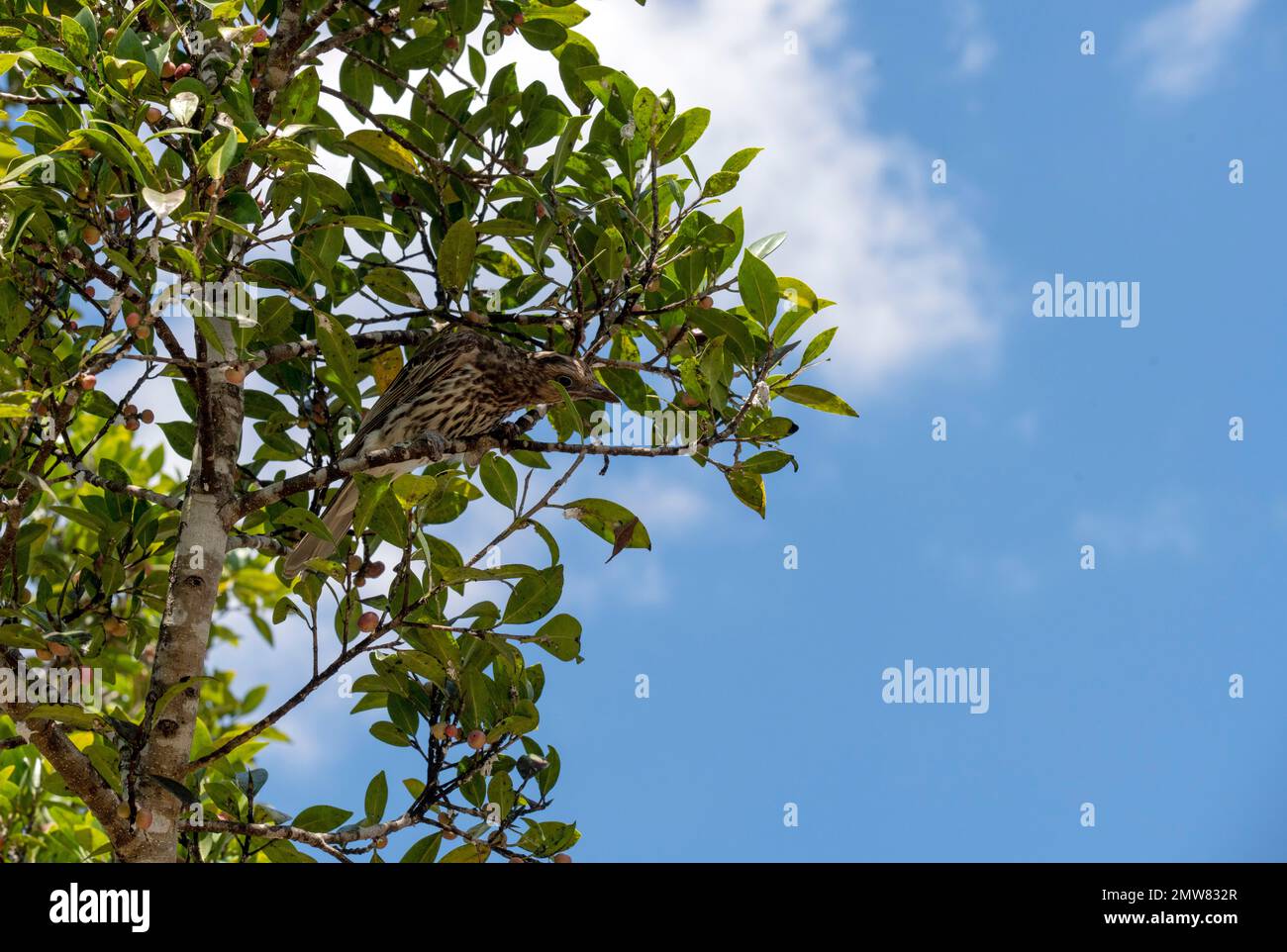 An Australasian Figbird (Sphecotheres vieilloti) perching on a tree in ...
