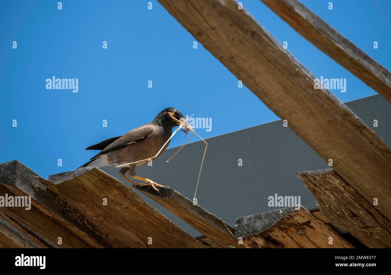 Australian common myna hi-res stock photography and images - Alamy