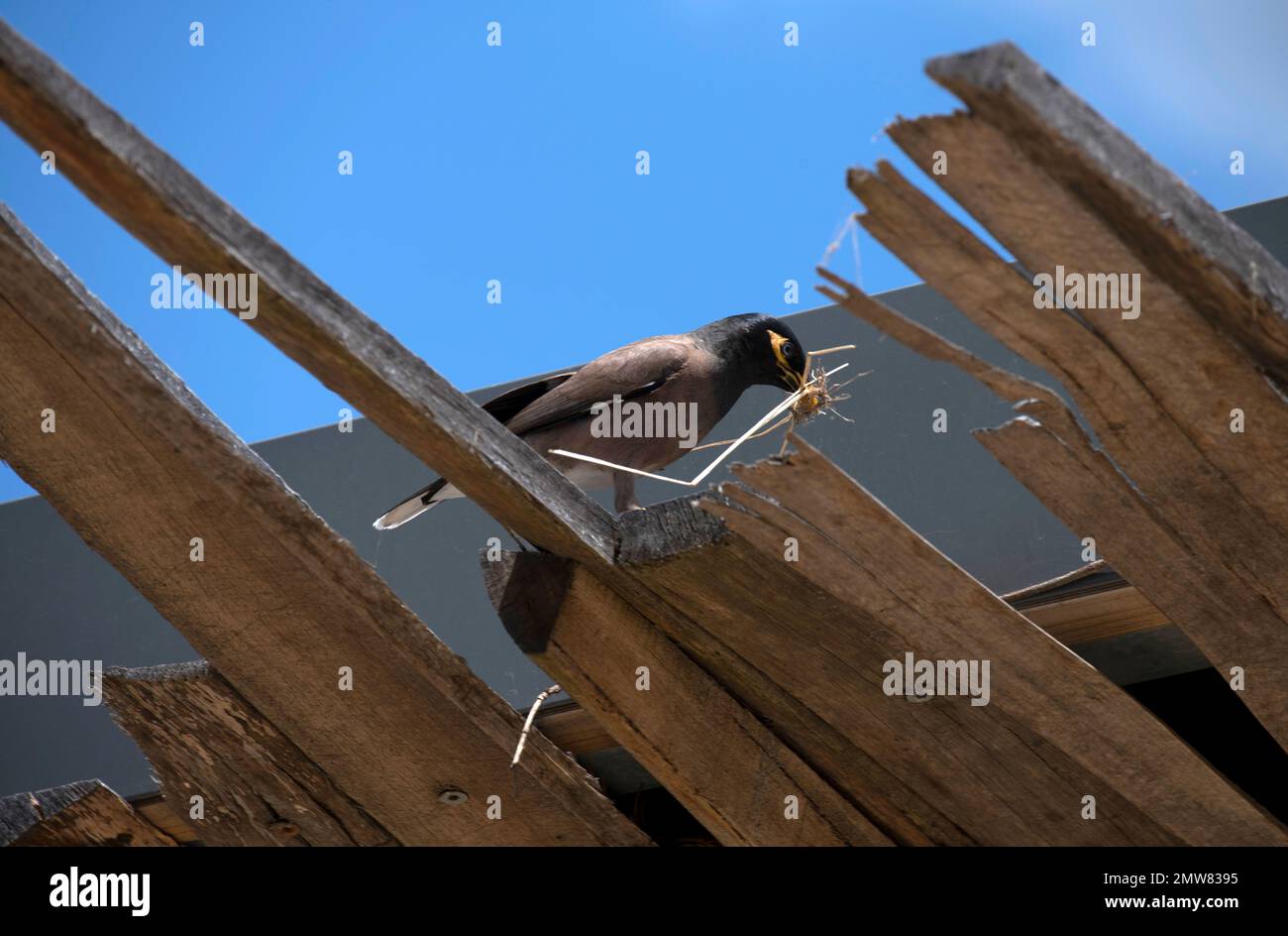 Australian common myna hi-res stock photography and images - Alamy