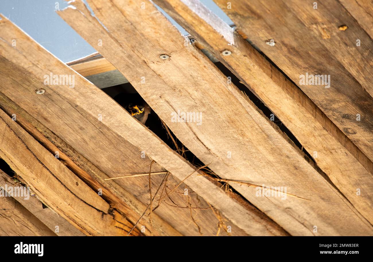 An Australian Common Myna (Acridotheres tristis) peering out of its ...
