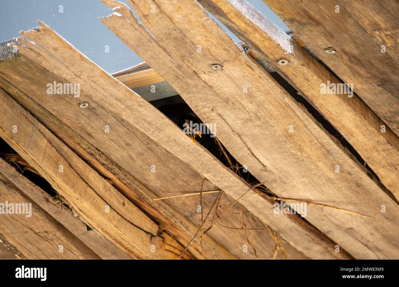 An Australian Common Myna (Acridotheres tristis) peering out of its ...
