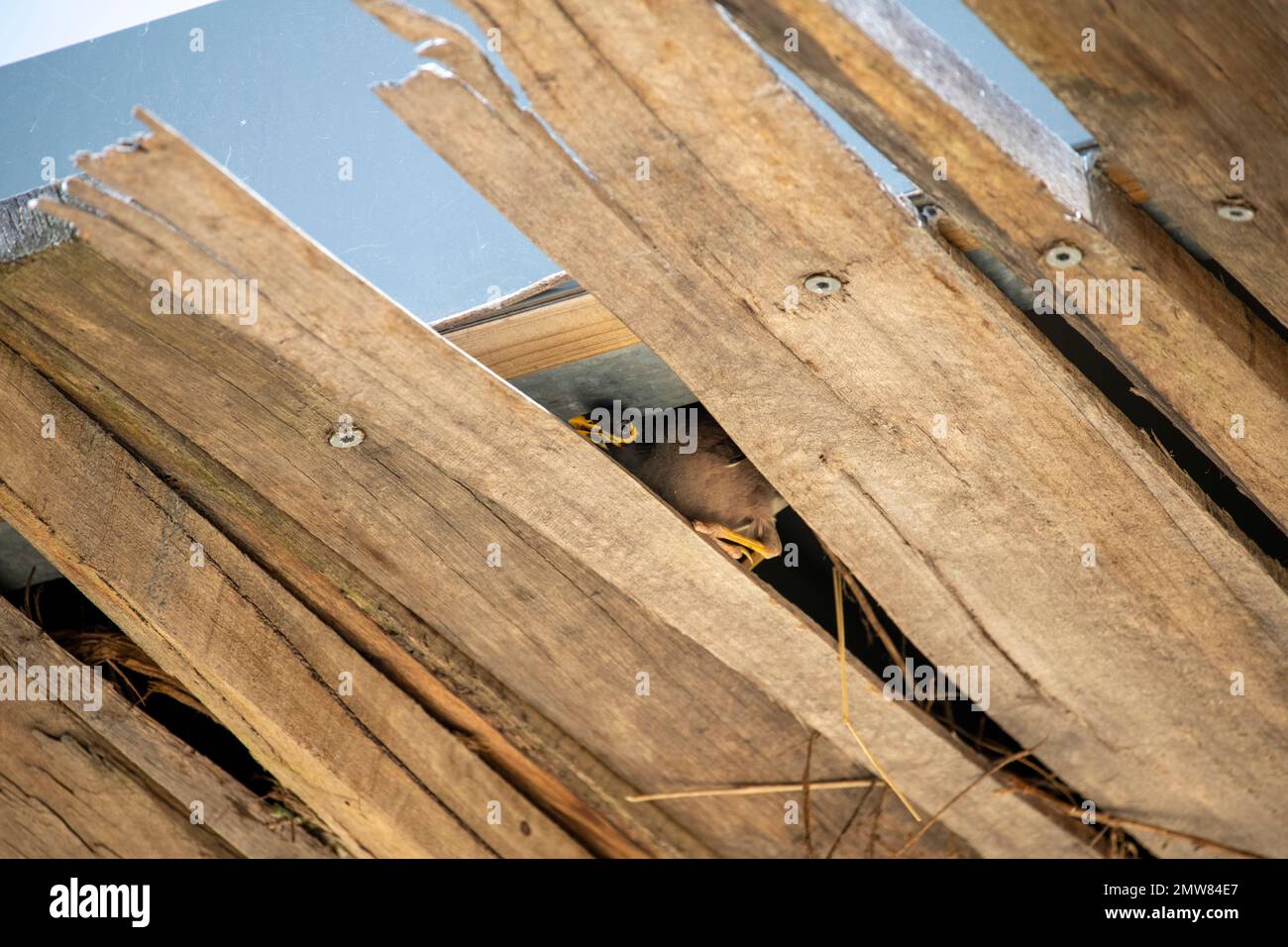An Australian Common Myna (Acridotheres tristis) coming out of its nest ...