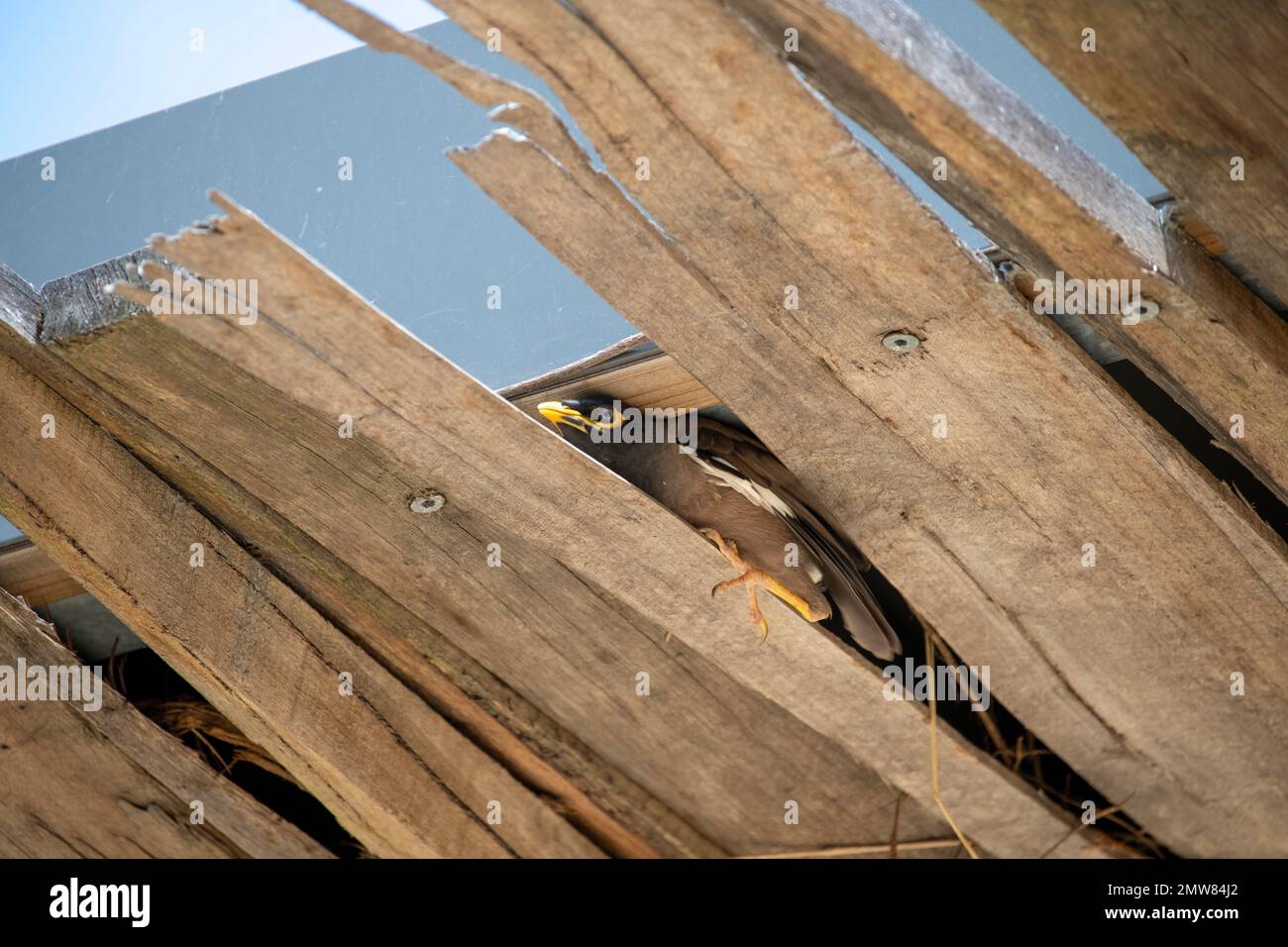 An Australian Common Myna (Acridotheres tristis) coming out of its nest ...
