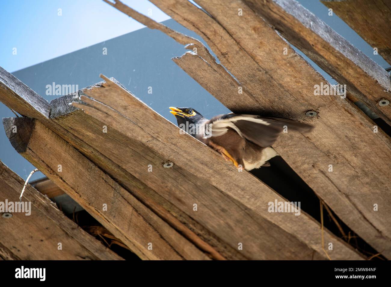 An Australian Common Myna (Acridotheres tristis) coming out of its nest ...