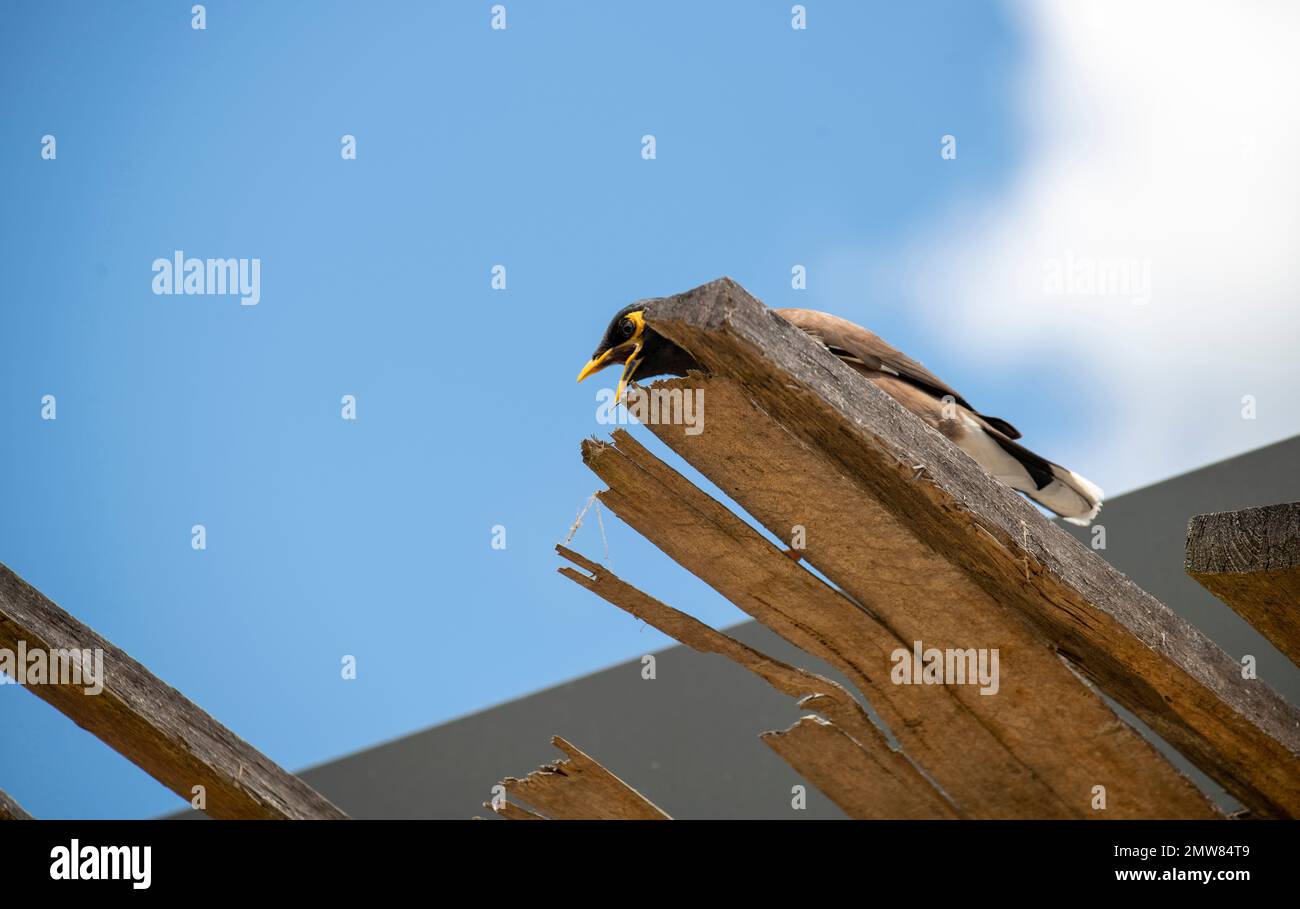 An Australian Common Myna (Acridotheres tristis) scanning surroundings ...