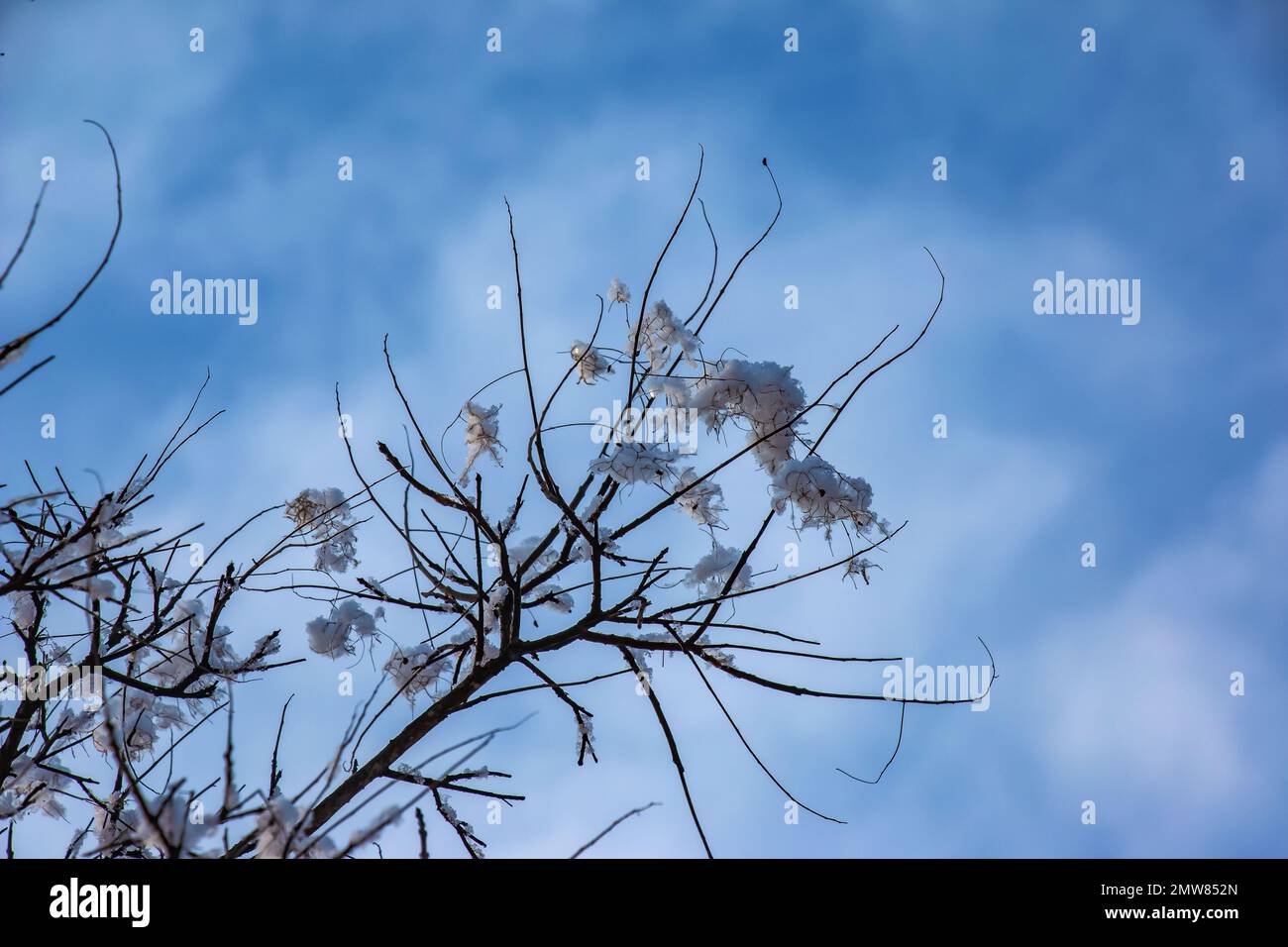 Cotinus coggygria or Rhus cotinus Young Lady European or Eurasian ...
