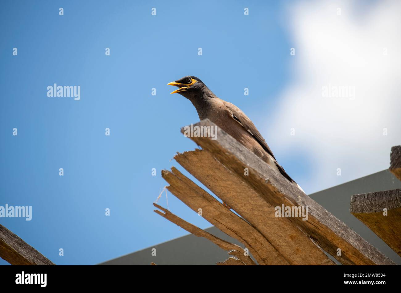 An Australian Common Myna (Acridotheres tristis) scanning surroundings ...