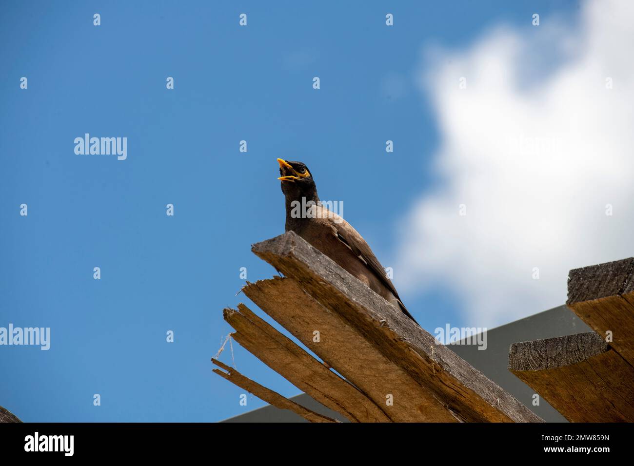 An Australian Common Myna (Acridotheres tristis) scanning surroundings ...