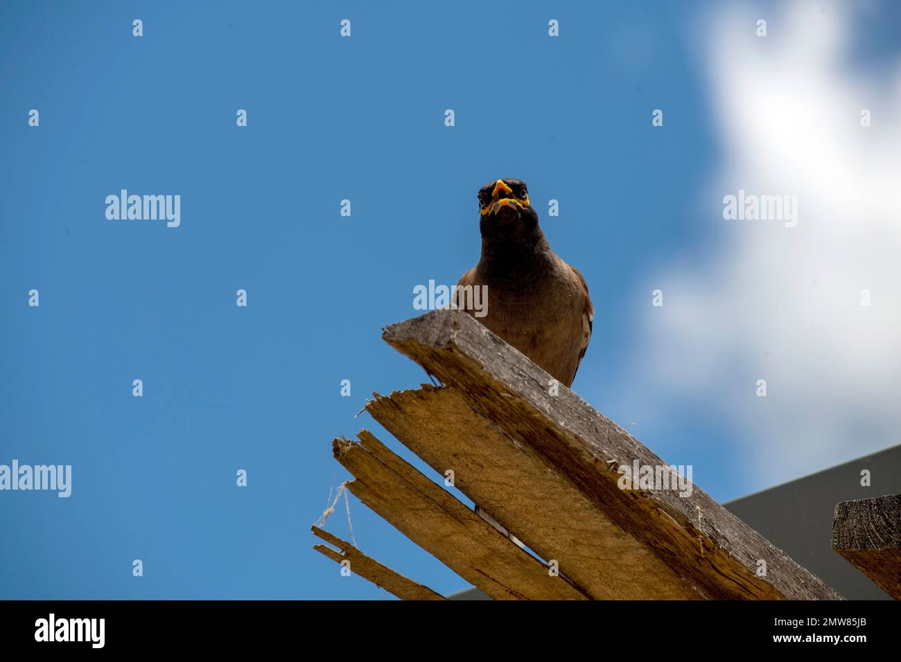 An Australian Common Myna (Acridotheres tristis) scanning surroundings ...