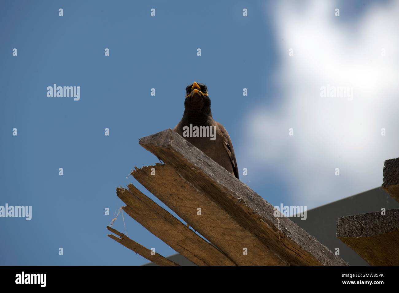 An Australian Common Myna (Acridotheres tristis) scanning surroundings ...