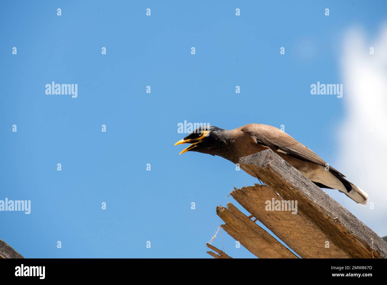 An Australian Common Myna (Acridotheres tristis) scanning surroundings ...