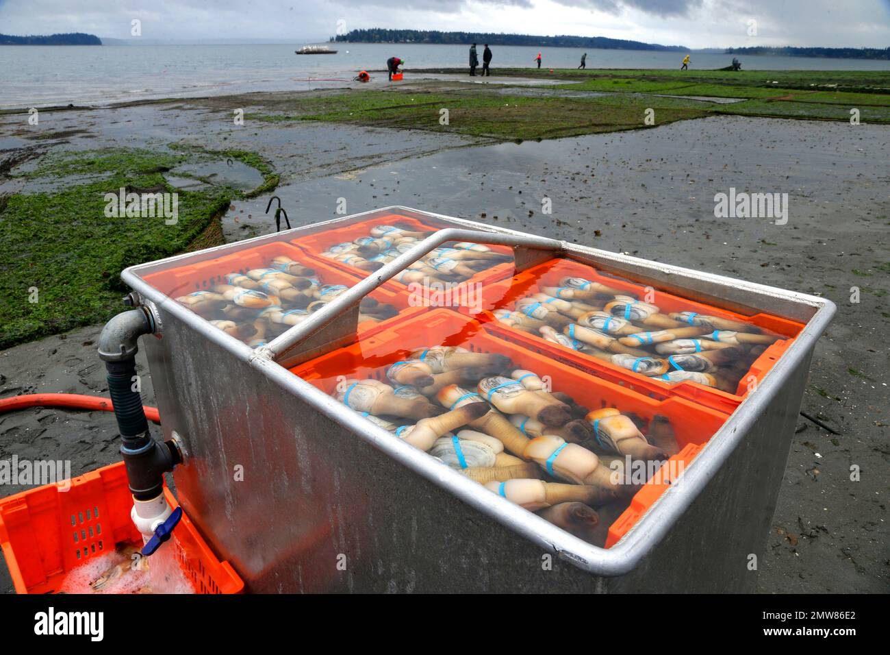 FILE - In this March 23, 2015 file photo, full-size geoduck clams are ...