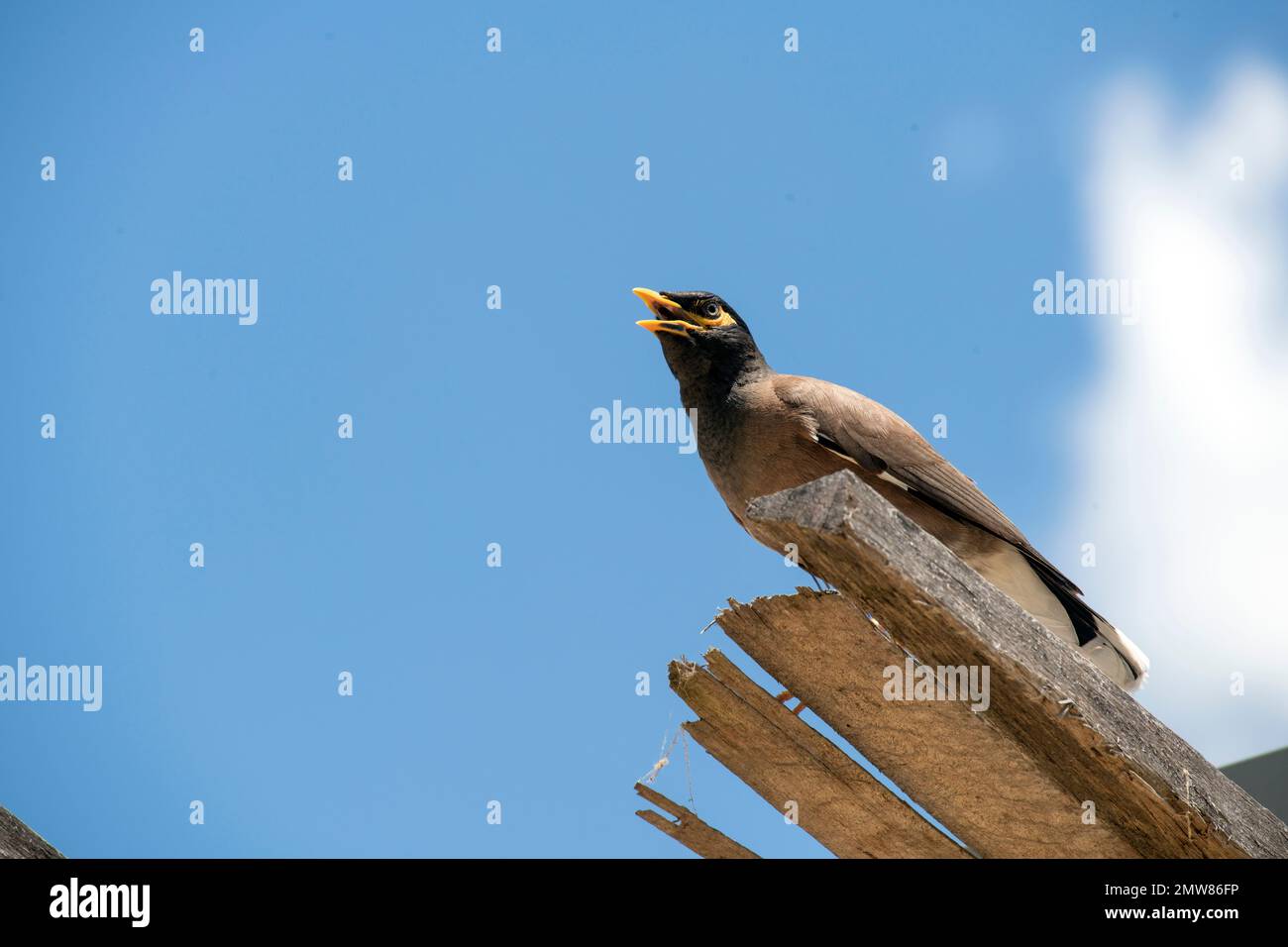 An Australian Common Myna (Acridotheres tristis) scanning surroundings ...