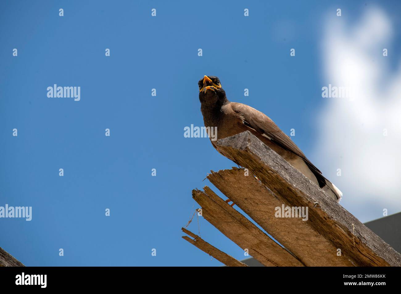 An Australian Common Myna (Acridotheres tristis) scanning surroundings ...