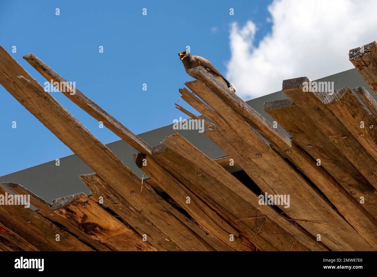An Australian Common Myna (Acridotheres tristis) scanning surroundings ...