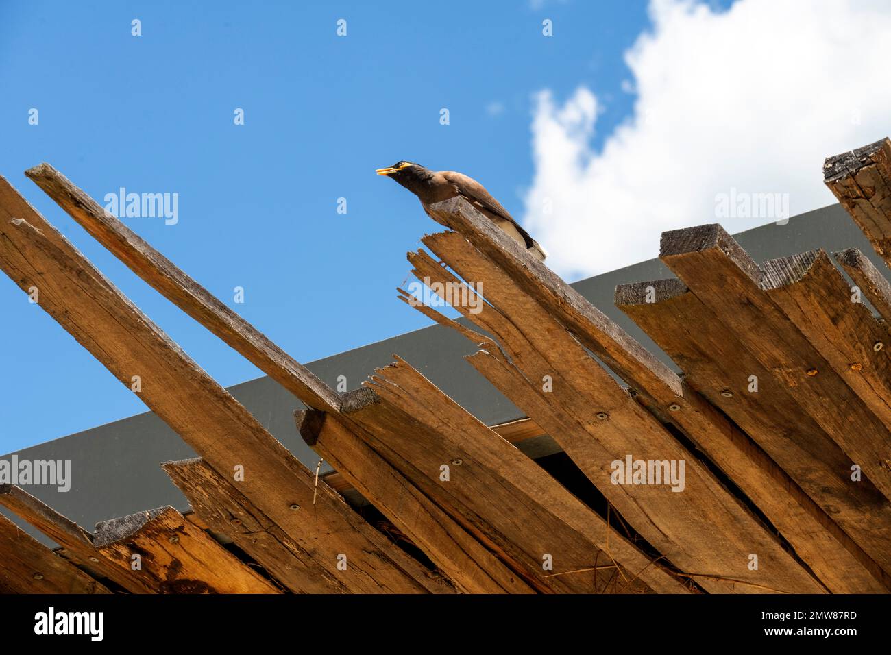 An Australian Common Myna (Acridotheres tristis) scanning surroundings ...