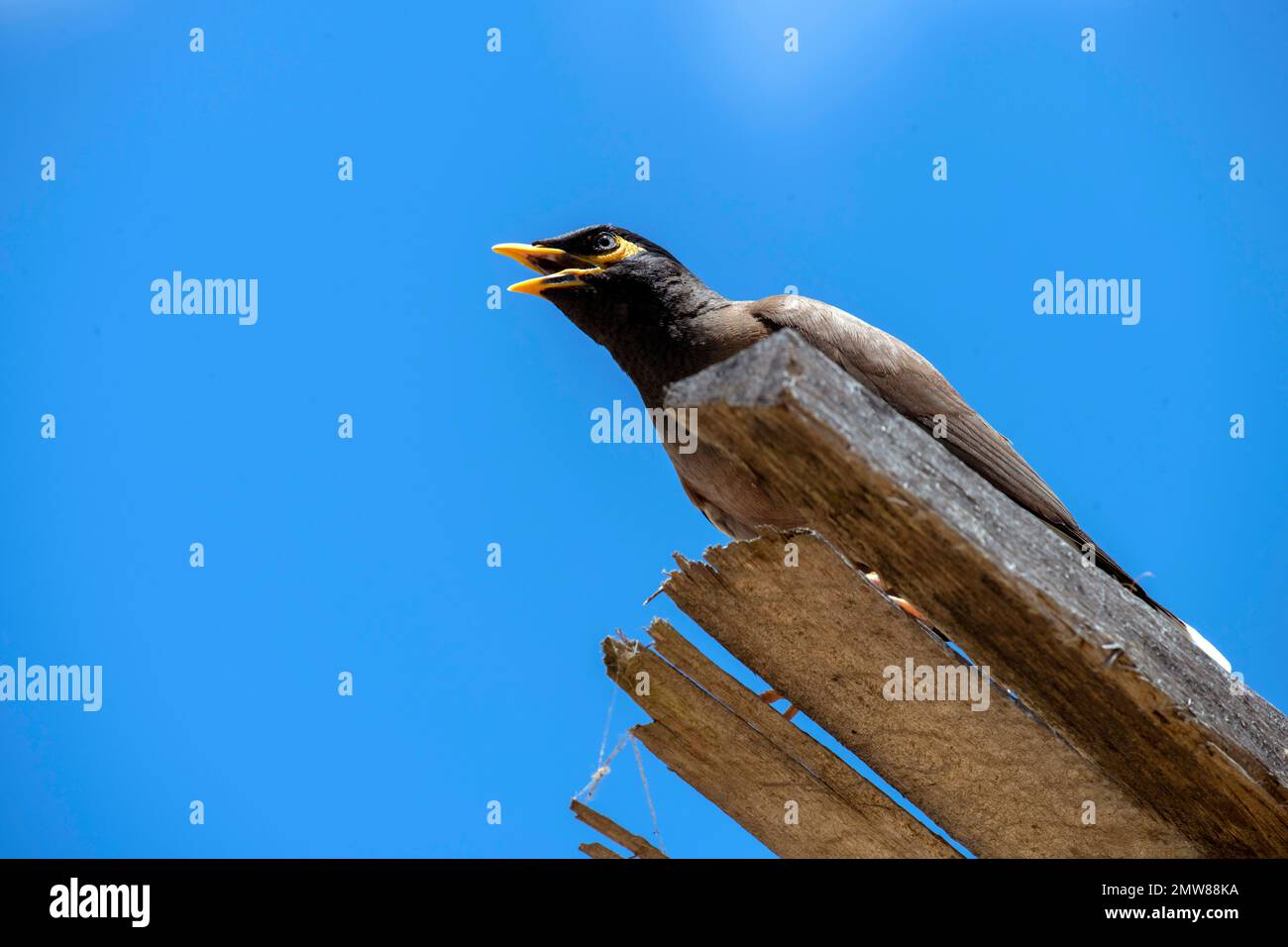 Close-up of an Australian Common Myna (Acridotheres tristis) in Sydney ...