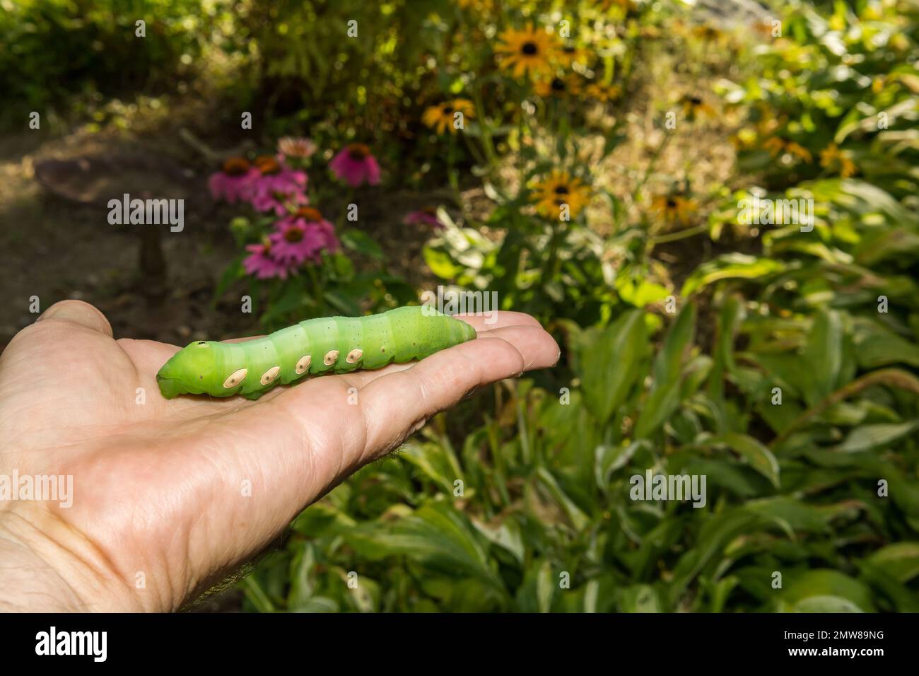 Pandora Sphinx Moth Caterpillar - Eumorpha pandorus Stock Photo - Alamy