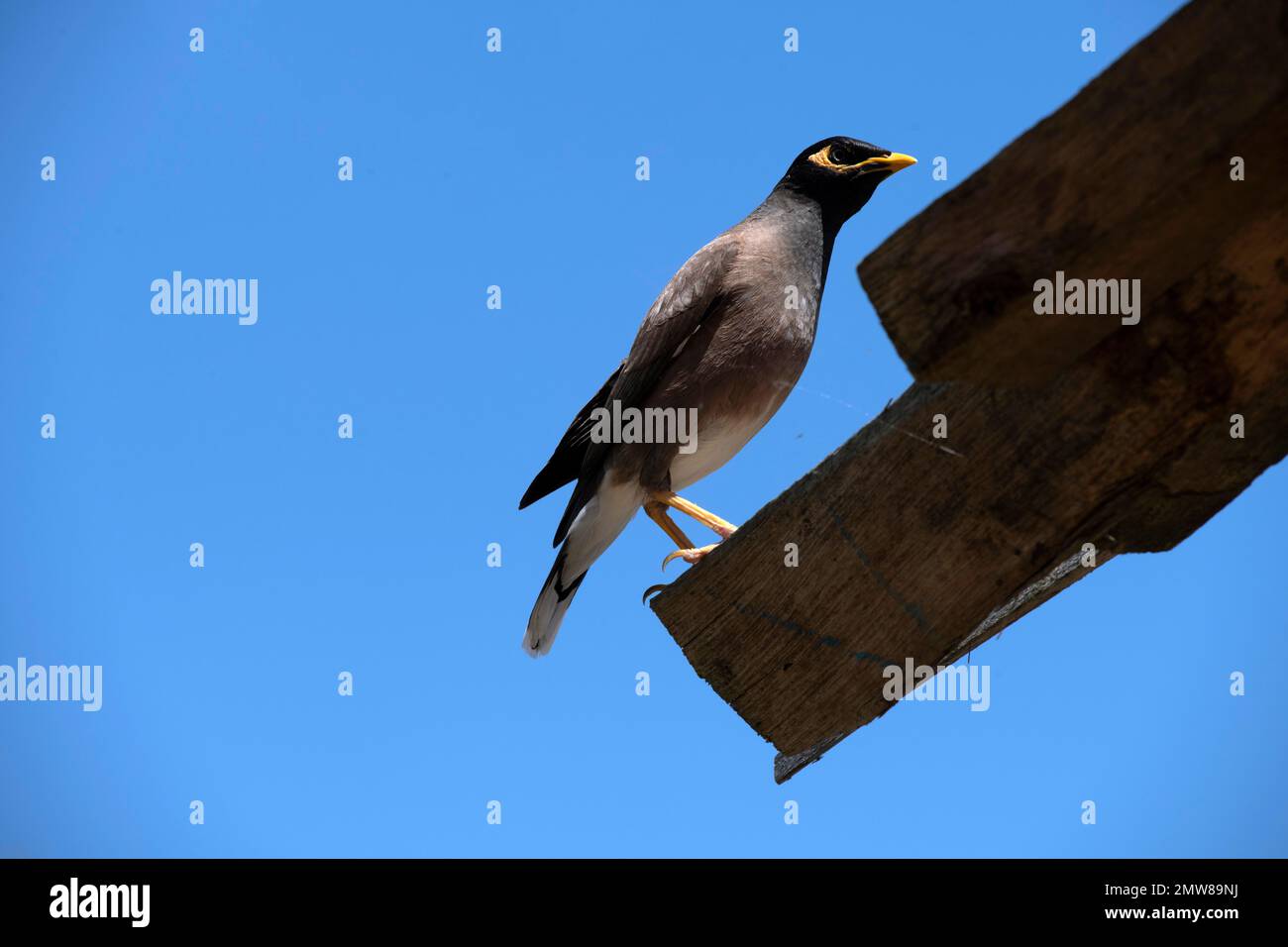 An Australian Common Myna (Acridotheres tristis) perching on a wooden ...