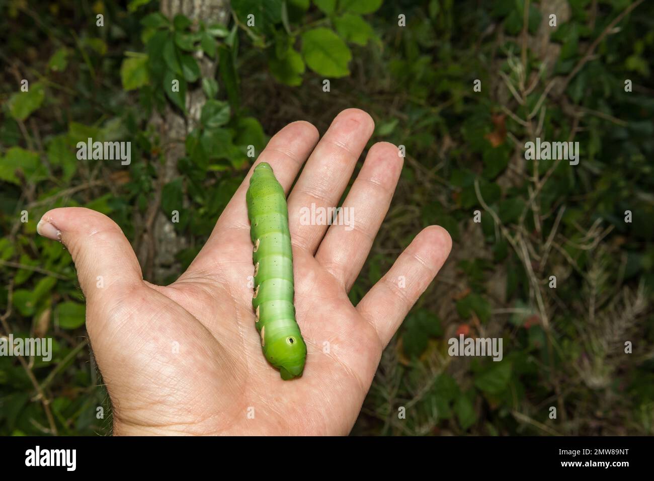 Pandora Sphinx Moth Caterpillar - Eumorpha pandorus Stock Photo - Alamy