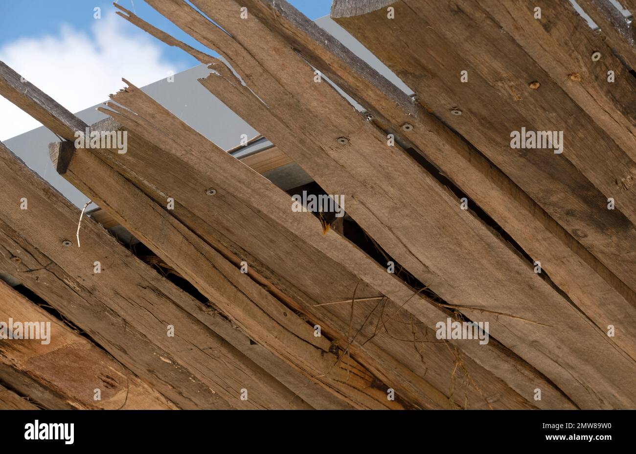 An Australian Common Myna (Acridotheres tristis) peering out of its ...