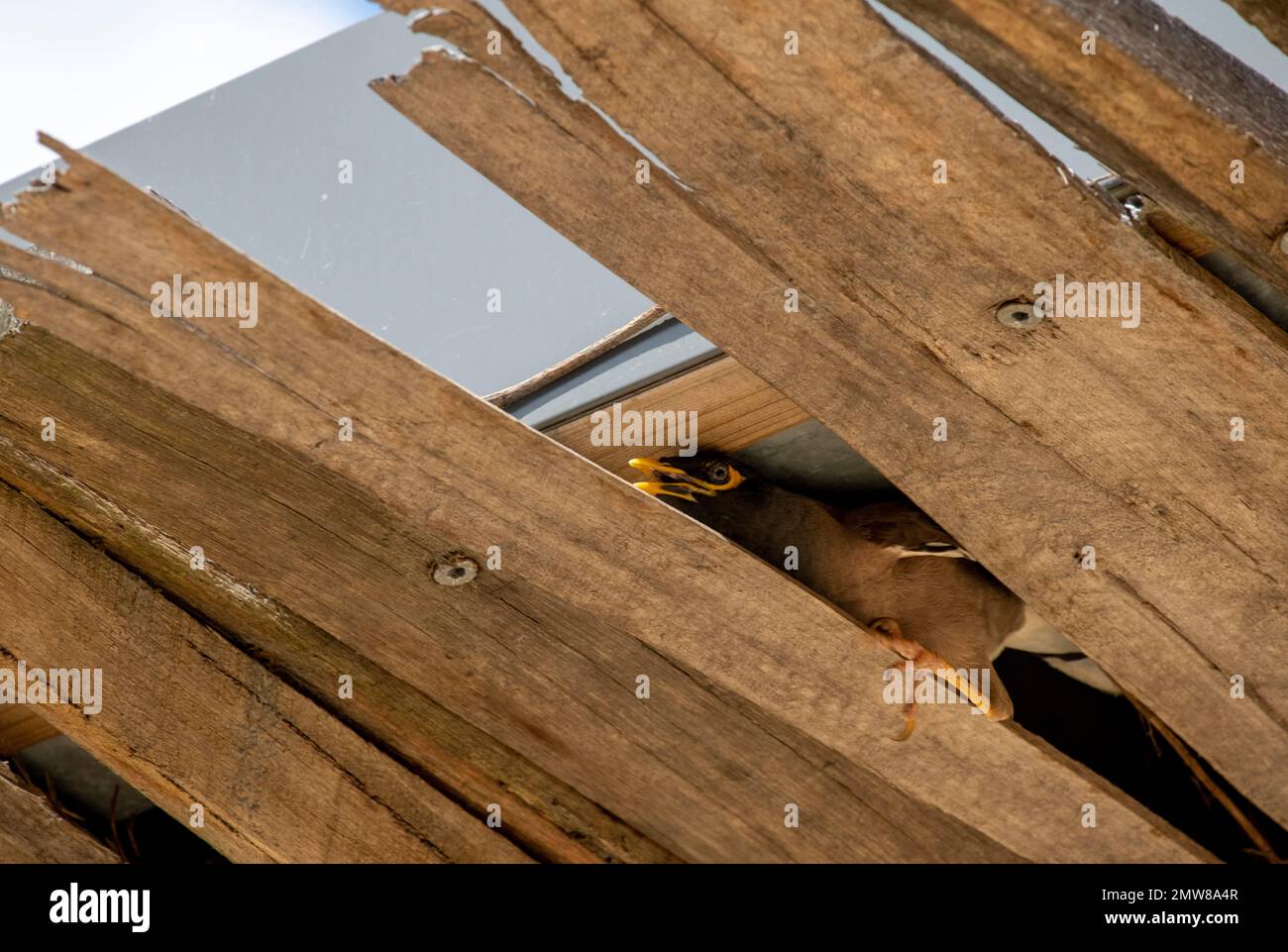 An Australian Common Myna (Acridotheres tristis) coming out of its nest ...