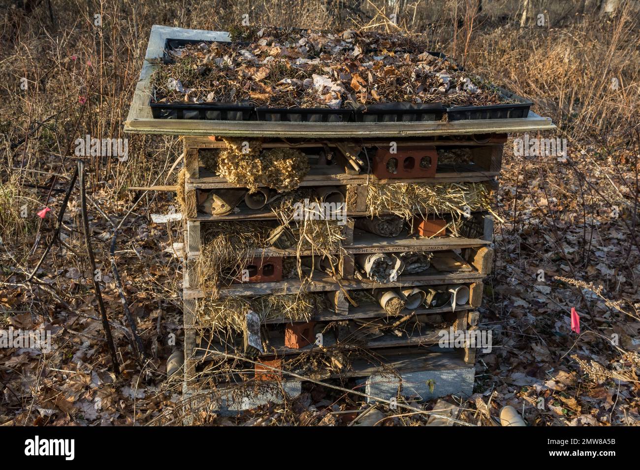 Winter Hibernation Insect Box Stock Photo - Alamy