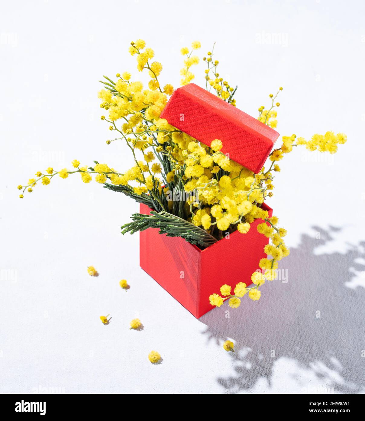 A bouquet of yellow mimosa flowers in a red present box on a light ...