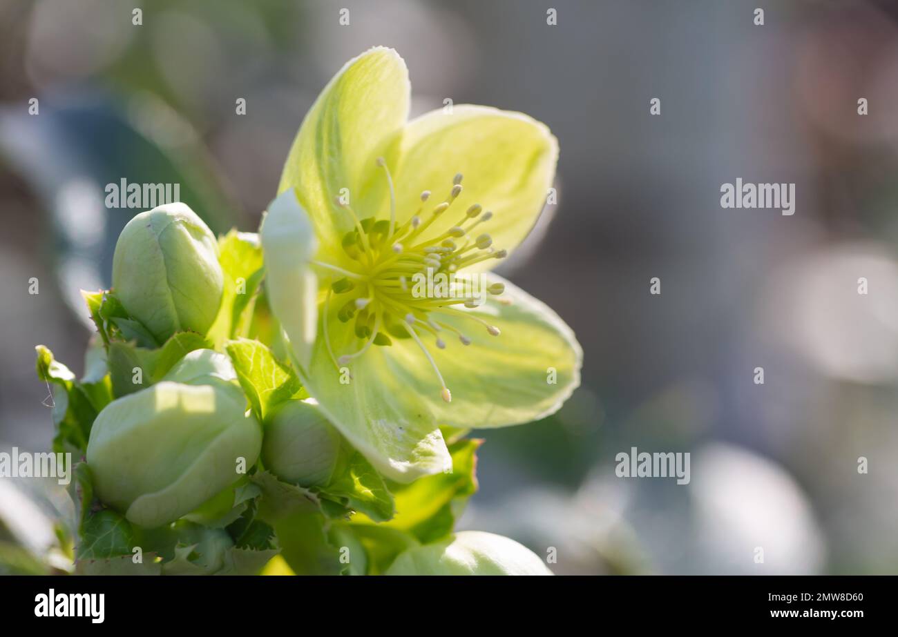 Stern's hybrid hellebore, Helleborus x sternii Stock Photo - Alamy