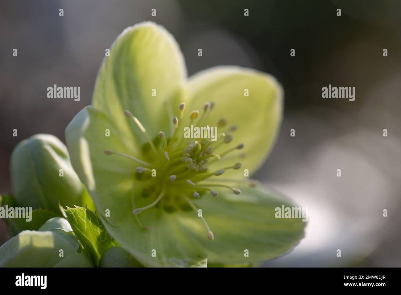 Stern's hybrid hellebore, Helleborus x sternii Stock Photo - Alamy