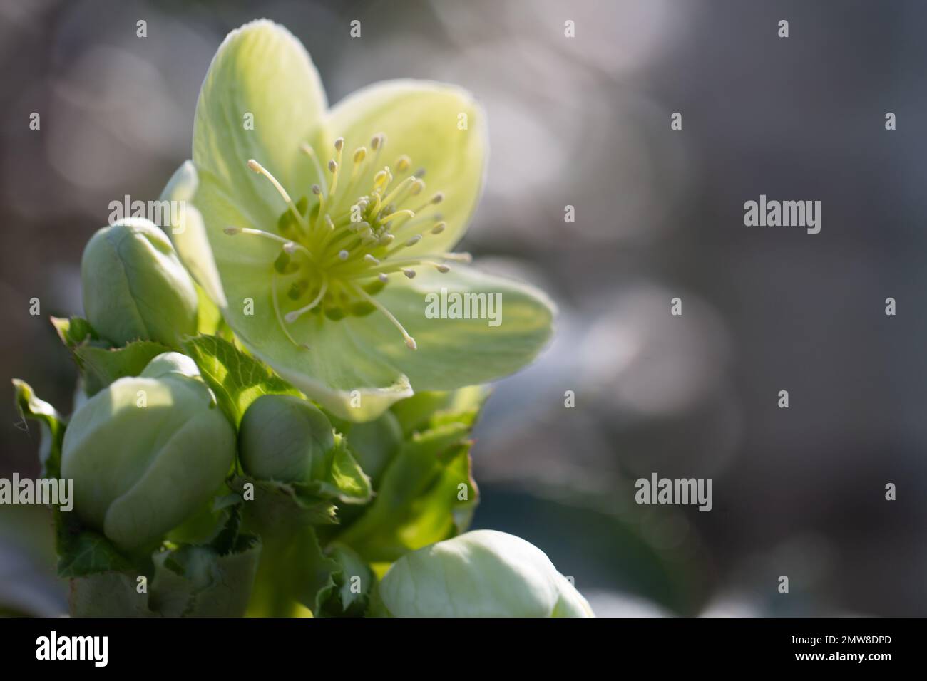 Stern's hybrid hellebore, Helleborus x sternii Stock Photo - Alamy