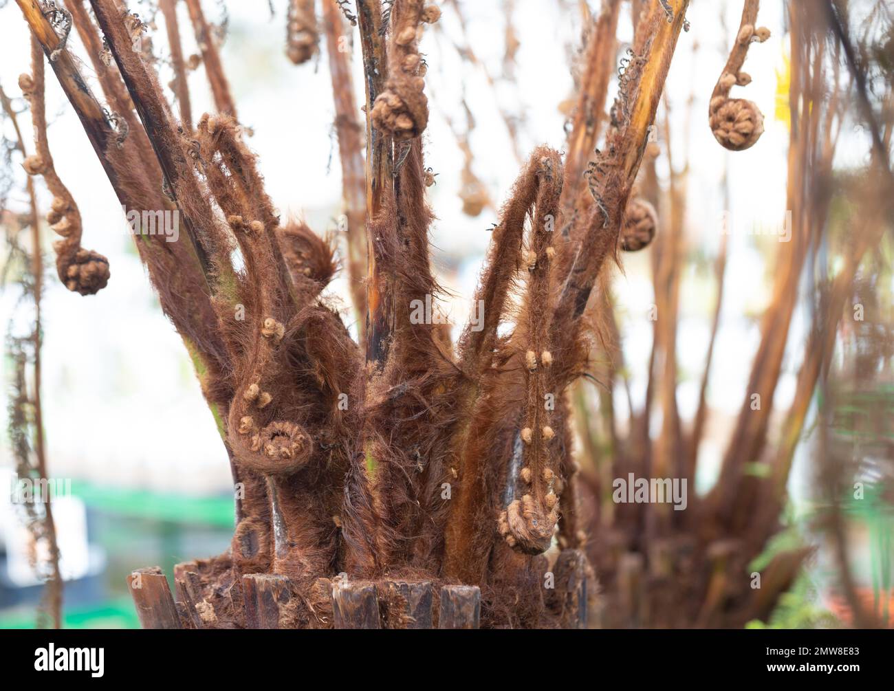 Close-up of furled fern fronds of Tasmanian Tree Fern , Dicksonia ...