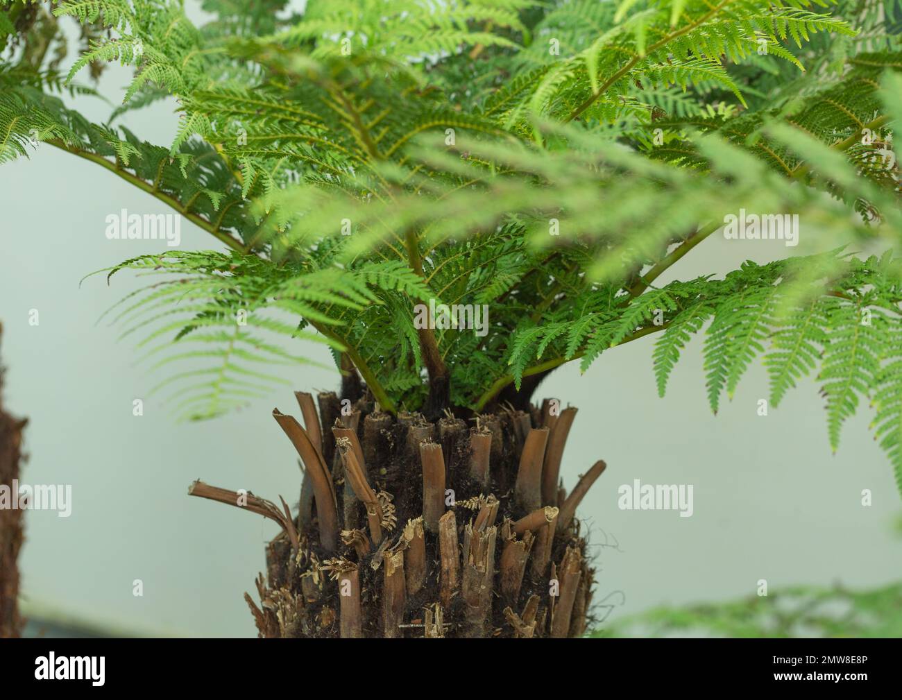Close-up of aTasmanian Tree Fern , Dicksonia antarctica Stock Photo - Alamy