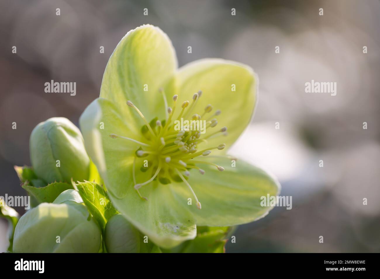 Stern's hybrid hellebore, Helleborus x sternii Stock Photo - Alamy