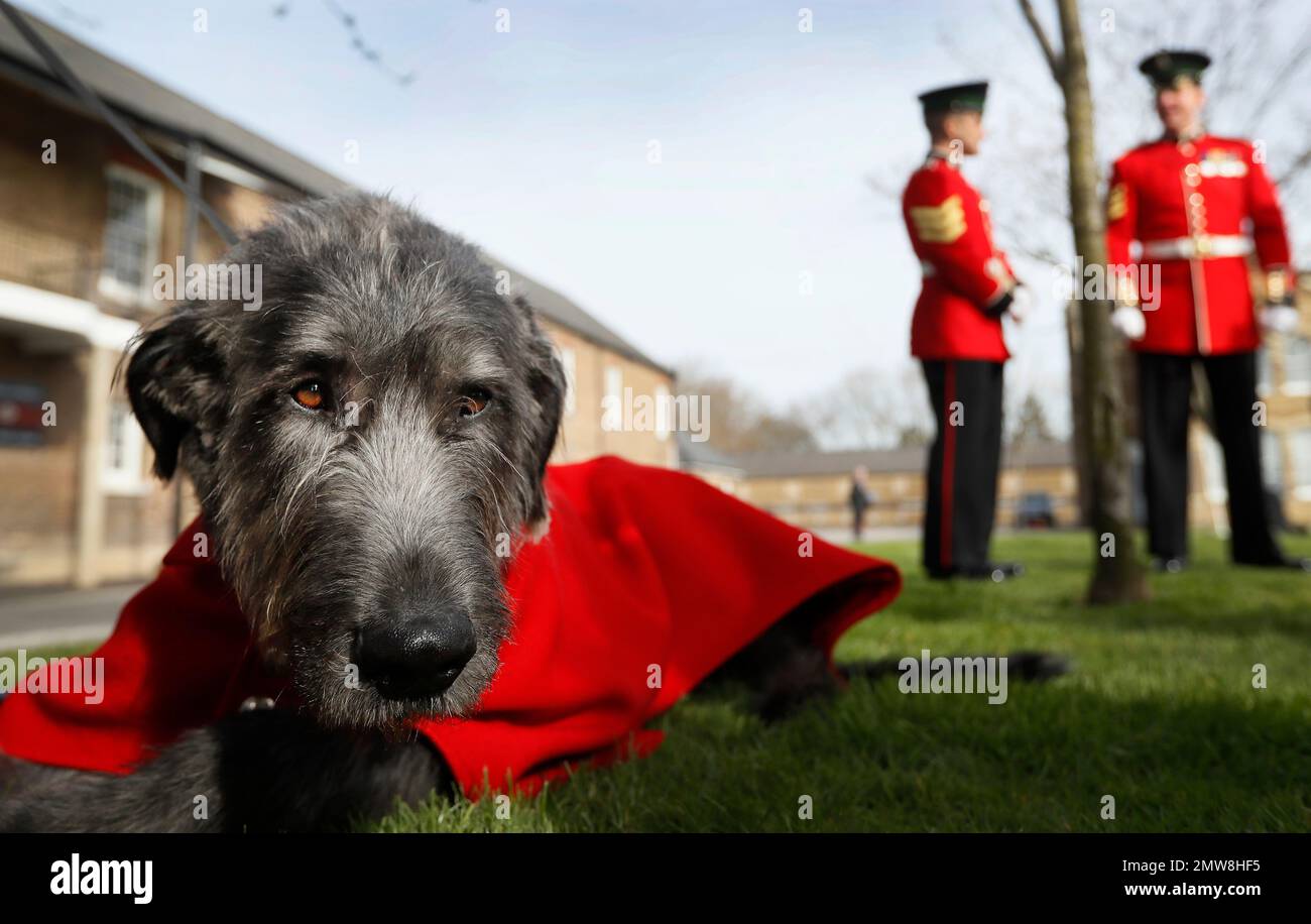 Domnhall the Irish Wolfhound mascot, waits before the parade at the St ...