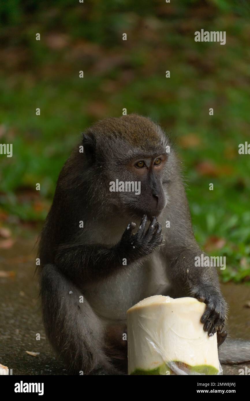 Primate eating coconut hi-res stock photography and images - Alamy