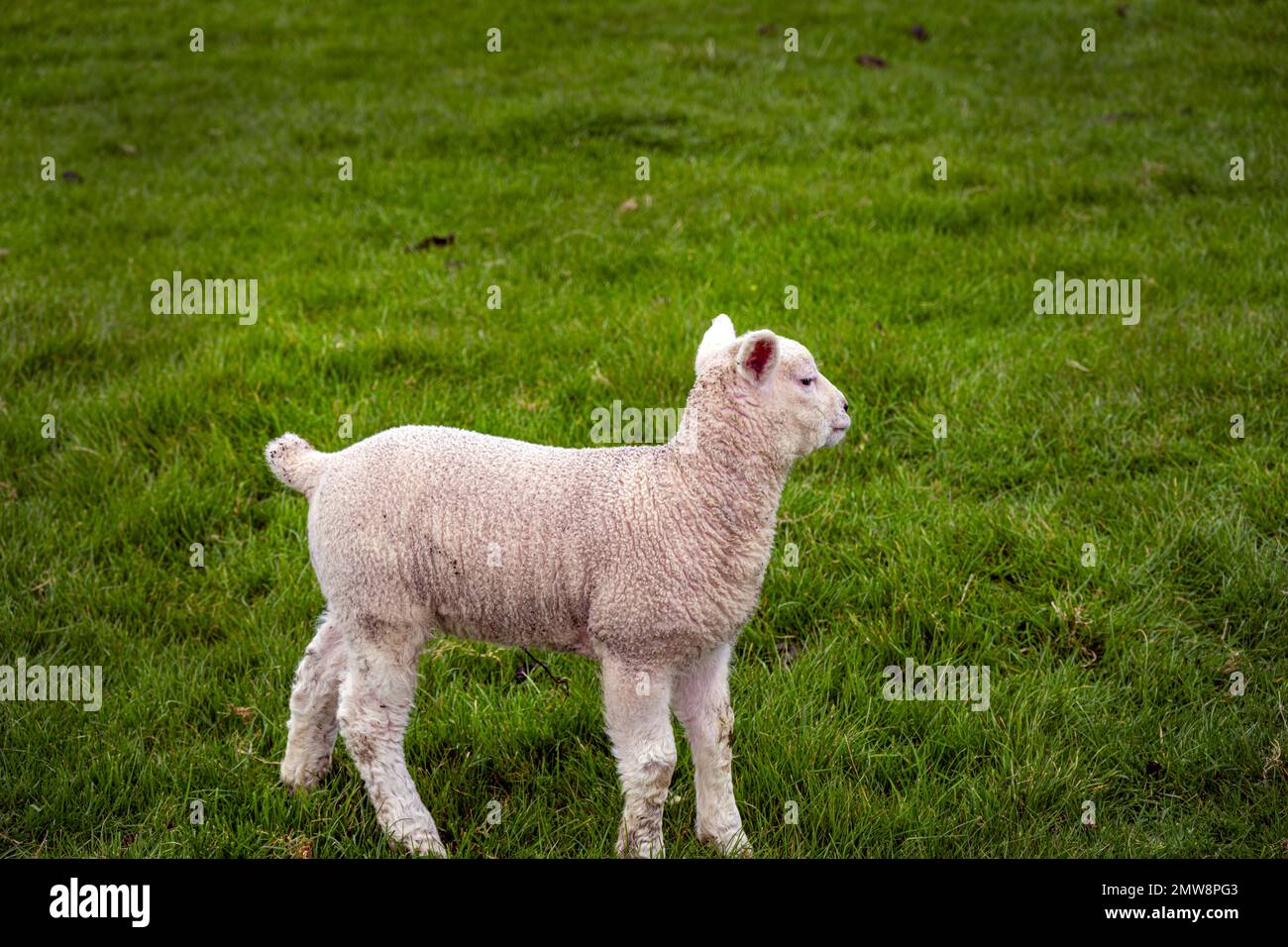 One lamb hi-res stock photography and images - Alamy