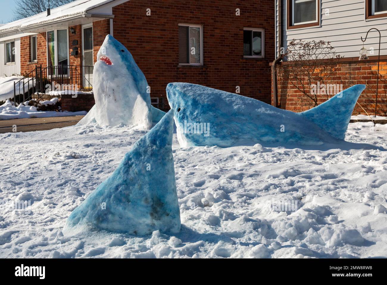 Madison Heights, Michigan, USA. 1st Feb, 2023. Snow sharks on a lawn in ...