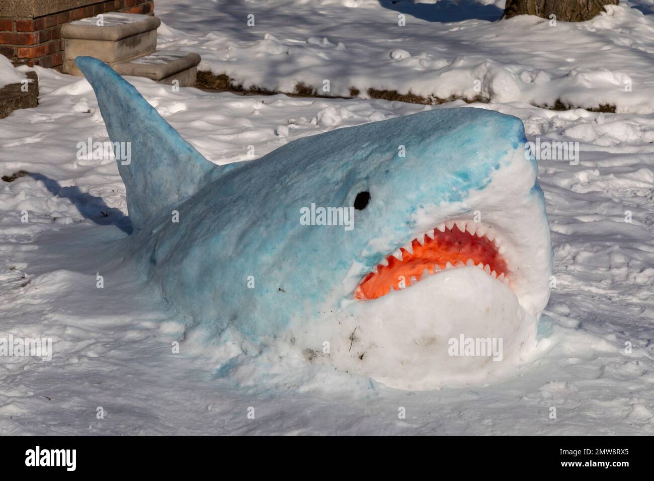 Madison Heights, Michigan, USA. 1st Feb, 2023. Snow sharks on a lawn in ...