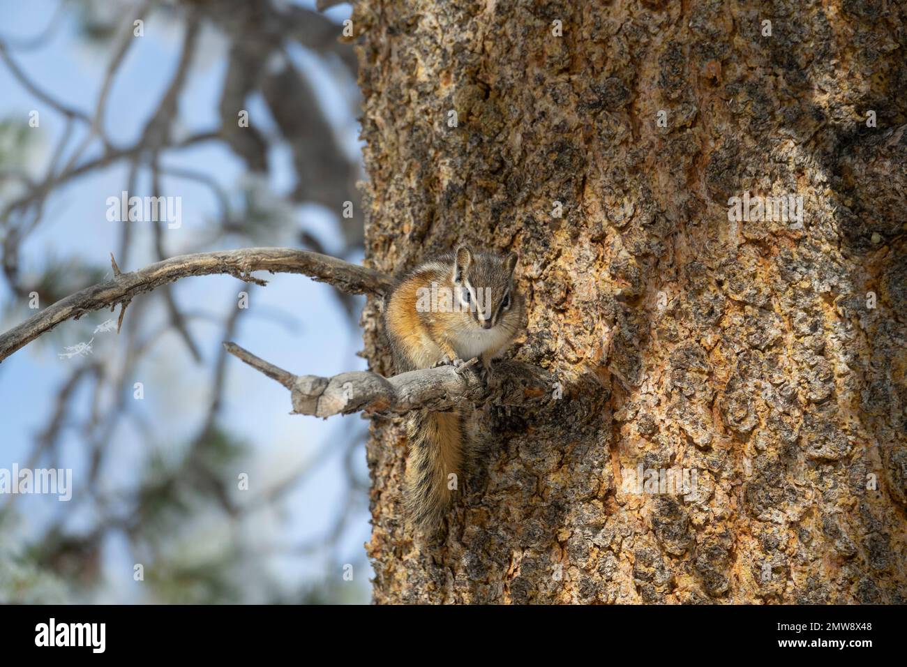 least chipmunk, Neotamias minimus, Yellowstone National Park, USA ...