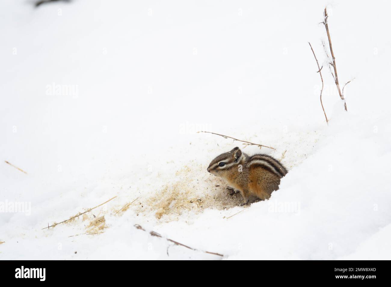 least chipmunk, Neotamias minimus, Yellowstone National Park, USA ...