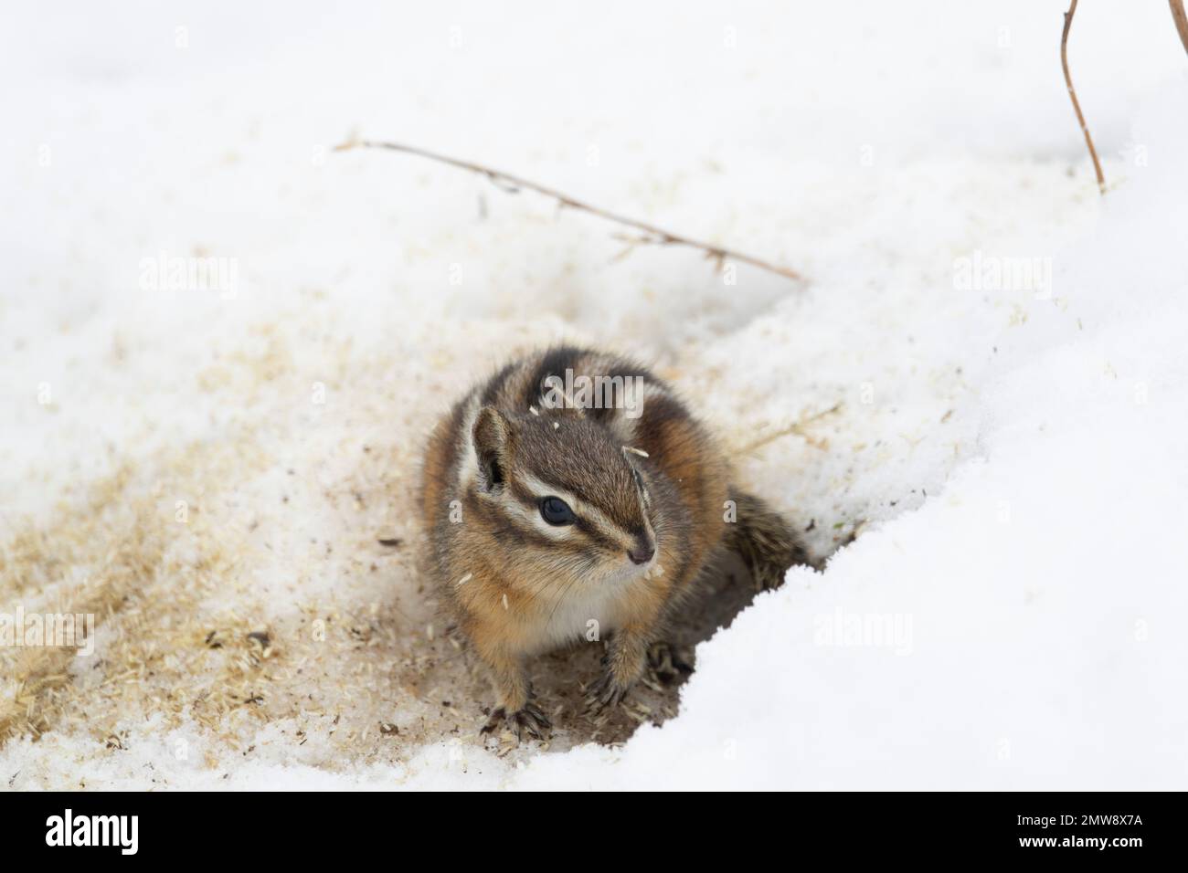 least chipmunk, Neotamias minimus, Yellowstone National Park, USA ...