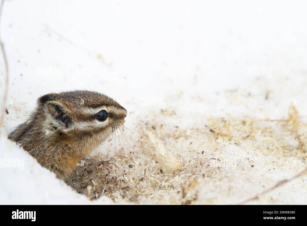 least chipmunk, Neotamias minimus, Yellowstone National Park, USA ...