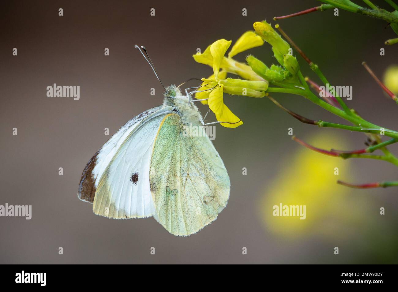 Large White butterfly feeding from sea radish Stock Photo - Alamy