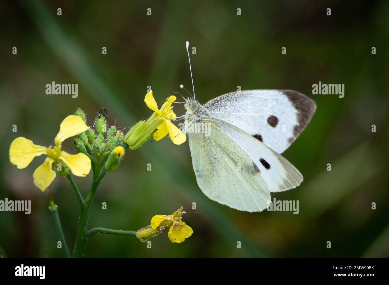 Large White butterfly on sea radish Stock Photo - Alamy