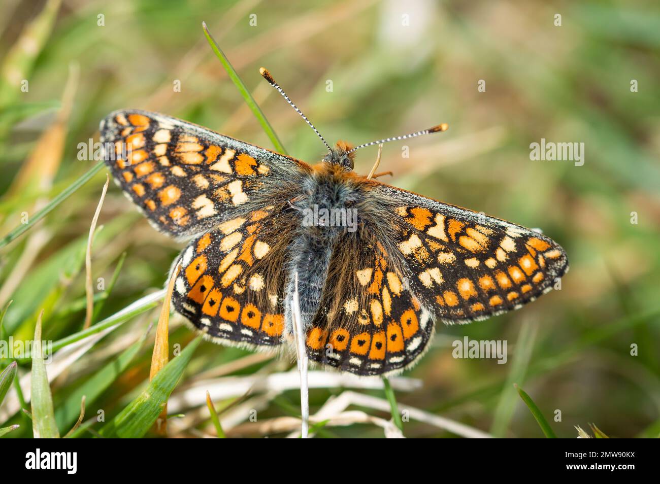 Marsh Fritillary butterfly with its wings straight out Stock Photo - Alamy