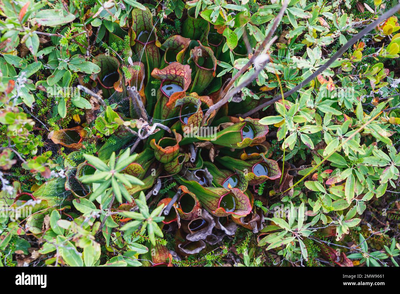 American pitcher plants hi-res stock photography and images - Alamy